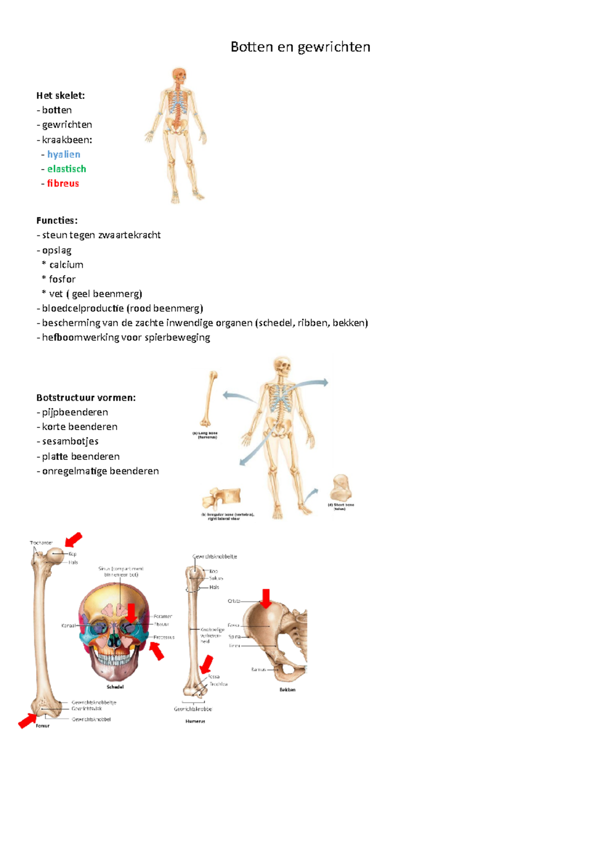Studienotes Over Botten en Gewrichten - Biologie 101 - Studeersnel