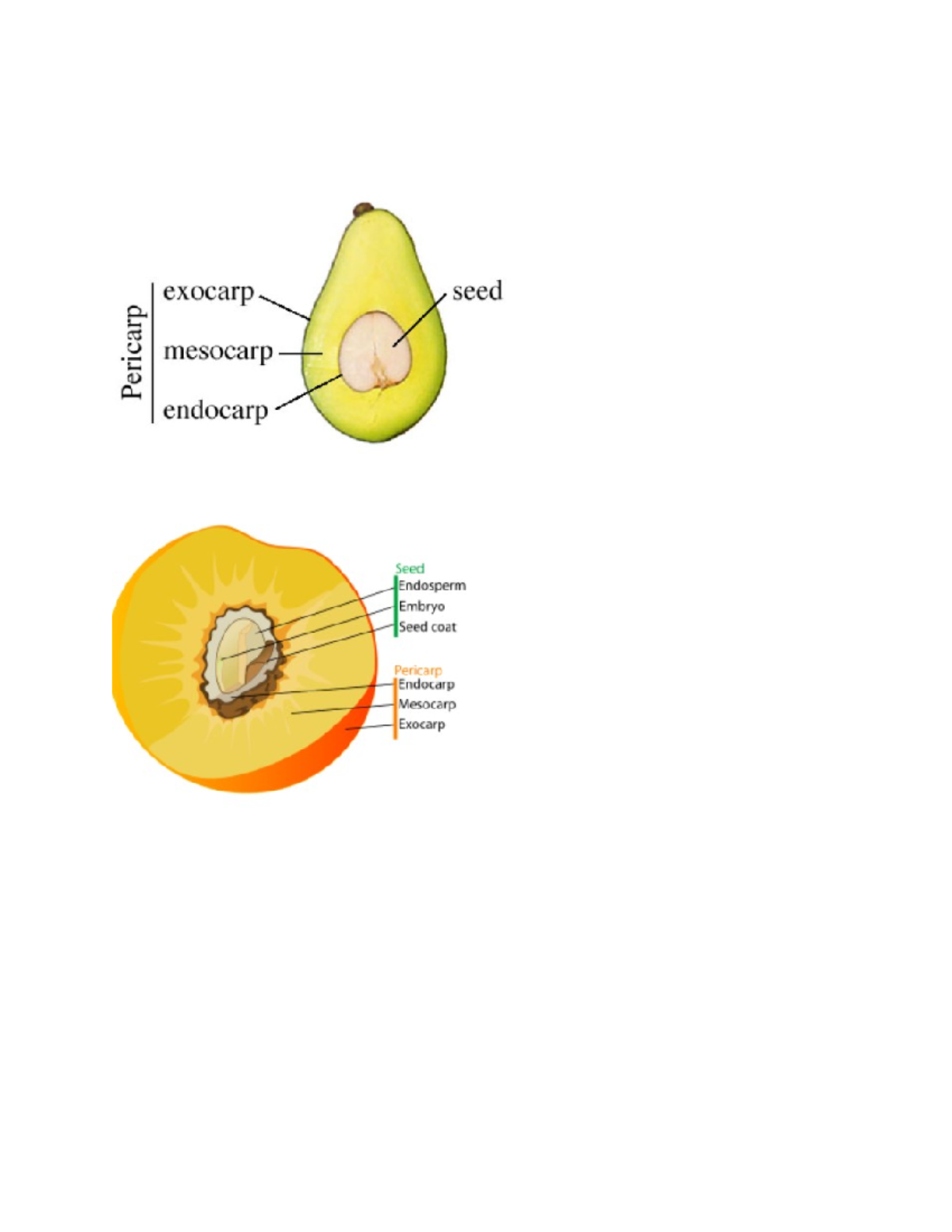 "Biology 101: Parts of a Fruit - Assignment Material" - Studocu