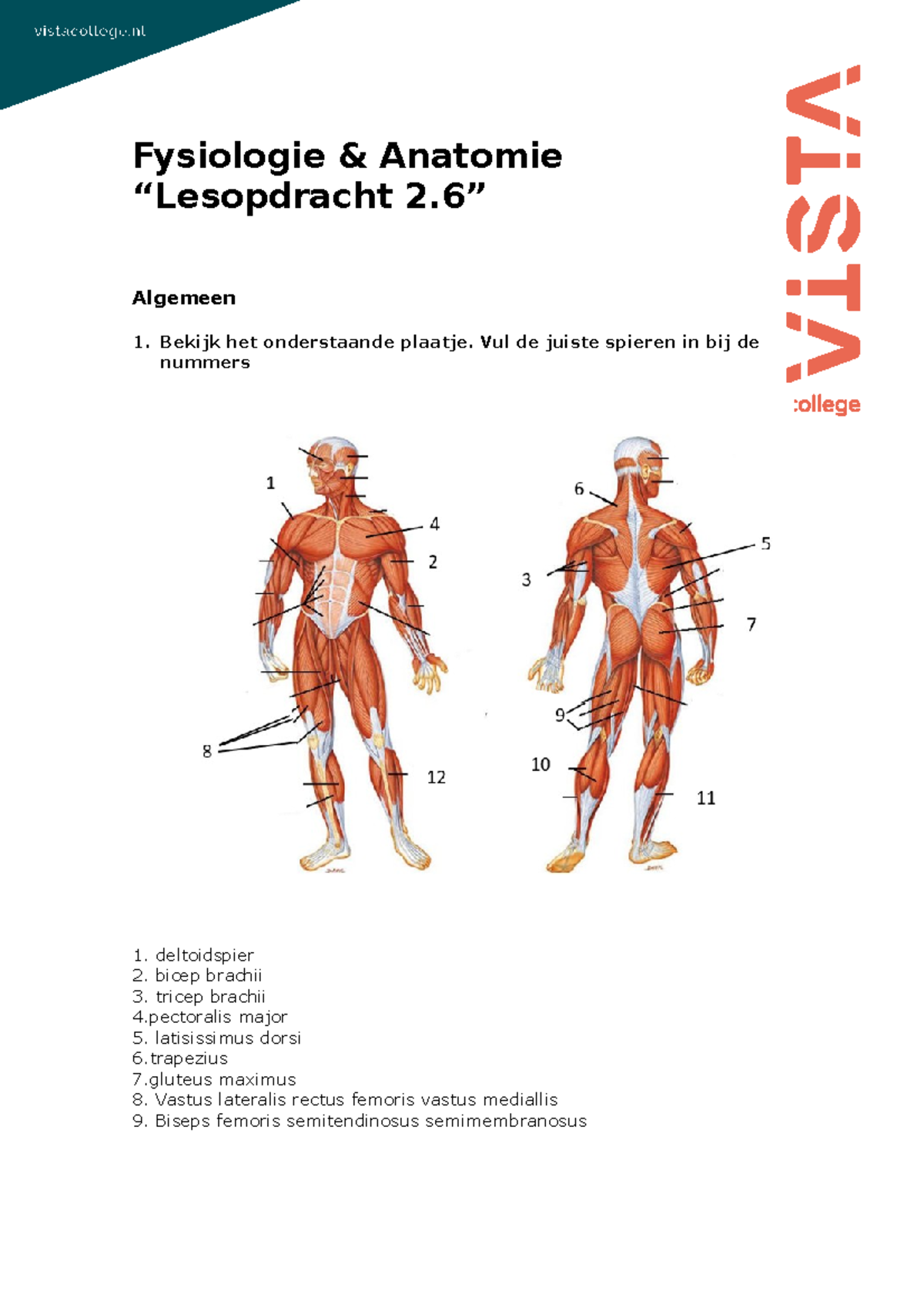 Fysiologie & Anatomie Lesopdracht 2.6: Spieren en Functies - Studeersnel