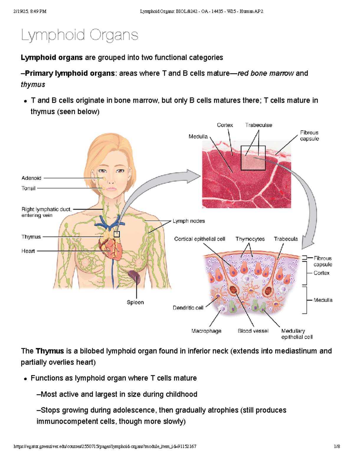 Lymphoid Organs Overview: BIOL&242 - OA - 14435 - W25 Notes - Lymphoid ...