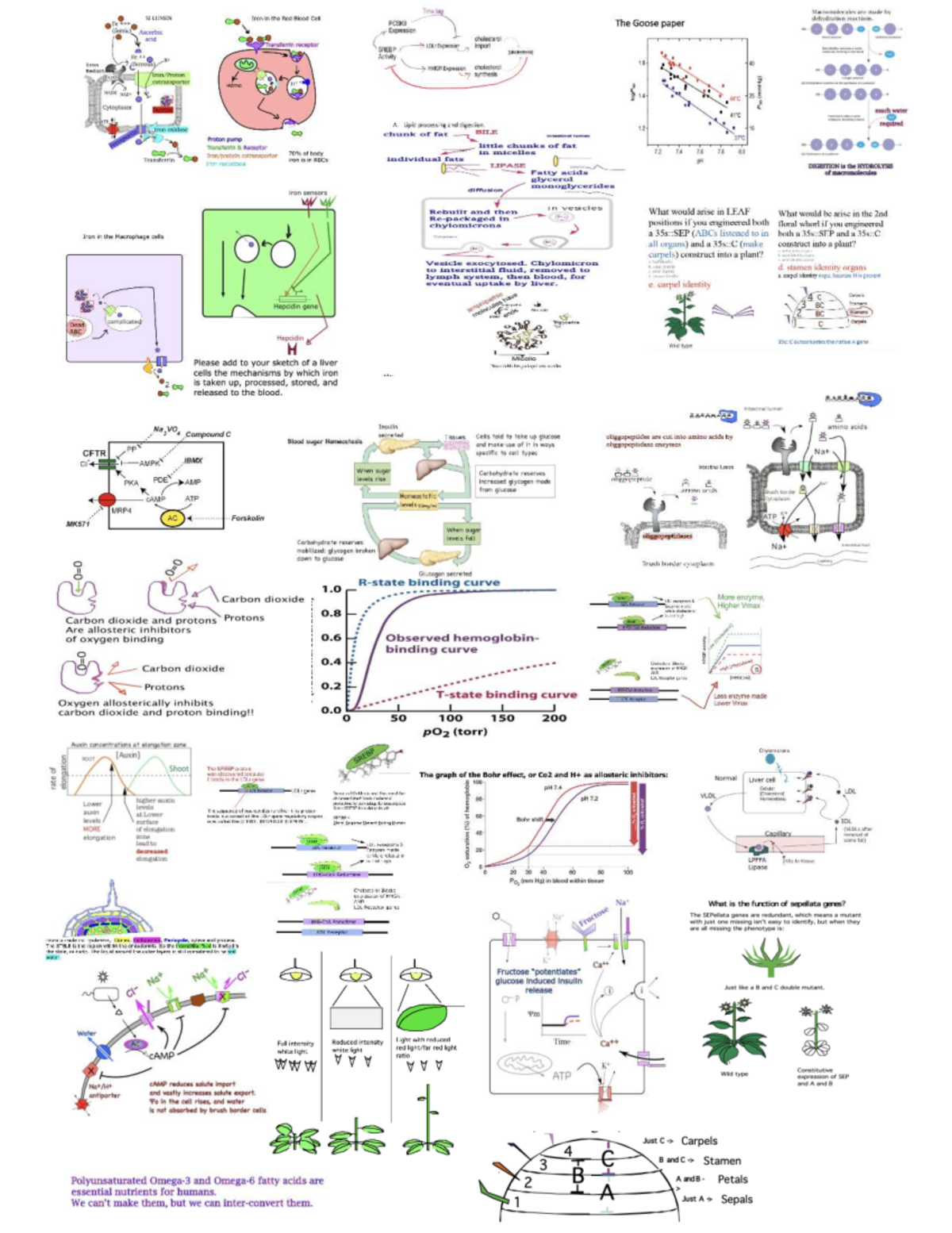 Final Exam Study Guide: Macromolecules, Iron, and Homeostasis Concepts ...