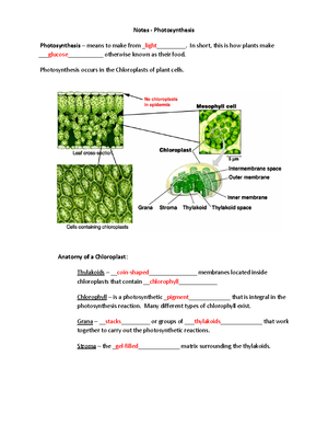 Cell+Theory+Notes - chapter 1 biology notes - Robert Hooke – English ...