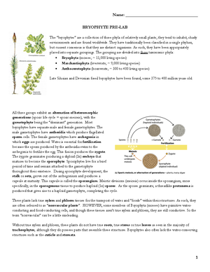 Pre-Lab 7: Seedless Vascular Plants Overview and Study Guide - Name ...