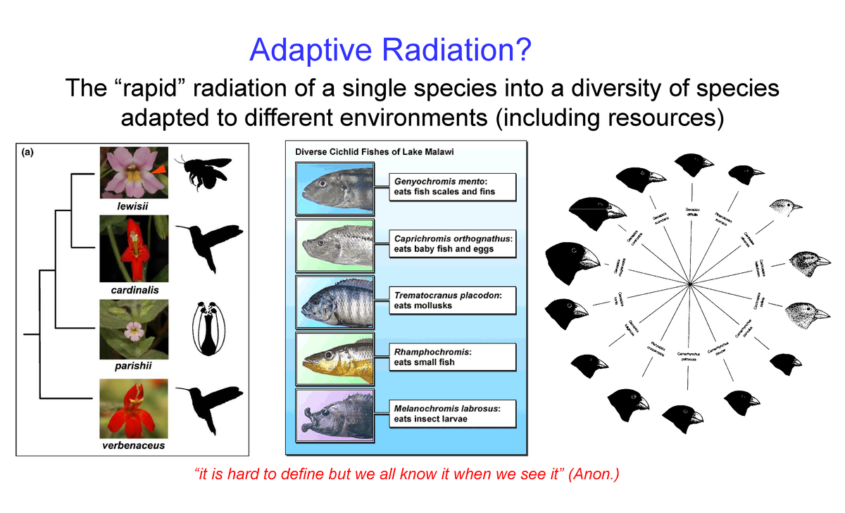 Topic 12 - Adaptive Radiation: Exploring Fitness Landscapes and ...