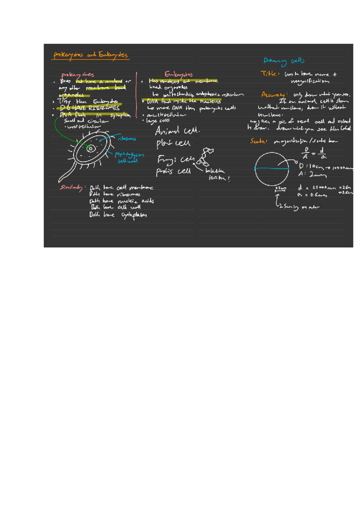 Biology Prelim Notes: Prokaryotes vs Eukaryotes Overview - Studocu