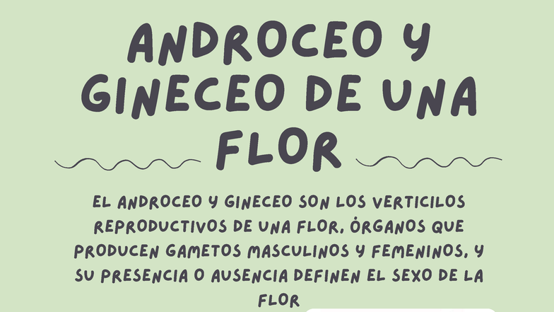 Infografía sobre Androceo y Gineceo de Flores - Studocu