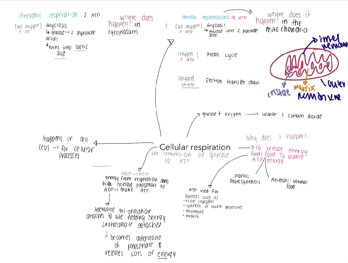 IMG 3211 - Cellular Respiration: Anaerobic vs Aerobic Breakdown - Studocu