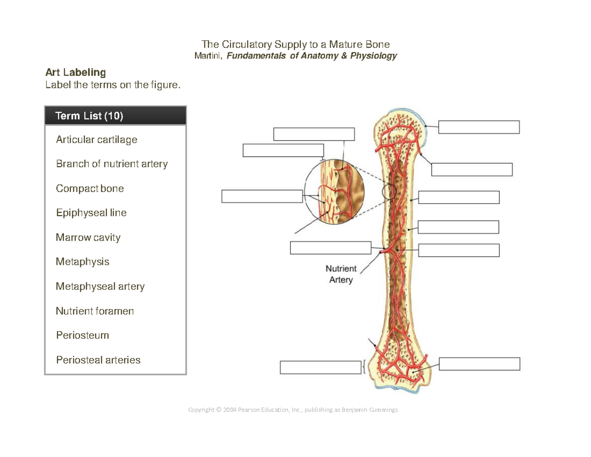 6 The Circulatory Supply to Mature Bone - Terms & Art Labels - Studocu