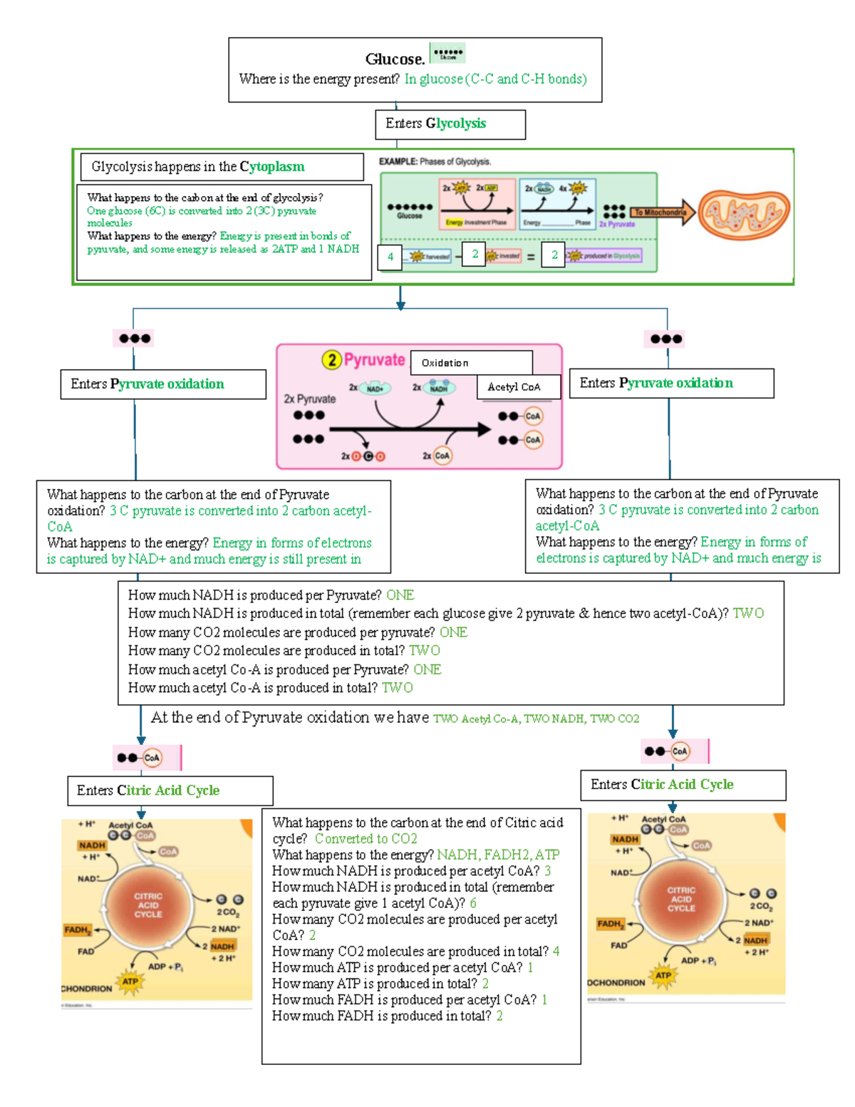 Cellular Respiration Overview (BIO 101) - Week 5 Concepts & Practice Qs ...
