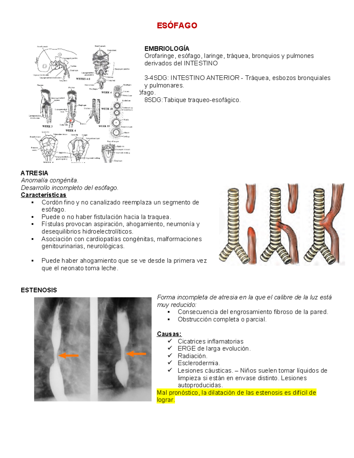 Clase 2 APE - Resumen Anatomía. Patológica Especial - ESÓFAGO ...