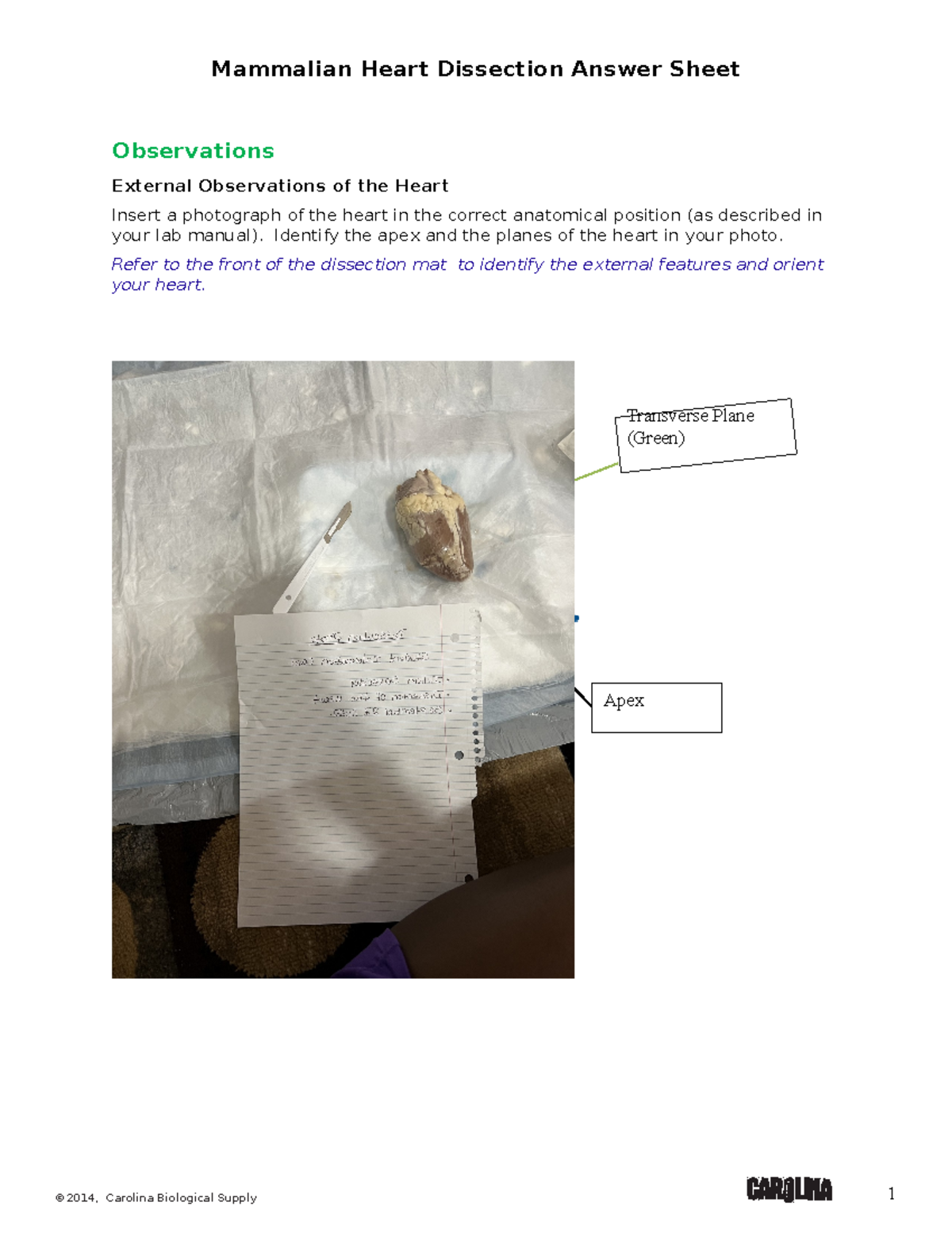 Mammalian Heart Dissection Lab Report (BIO 101) - Studocu