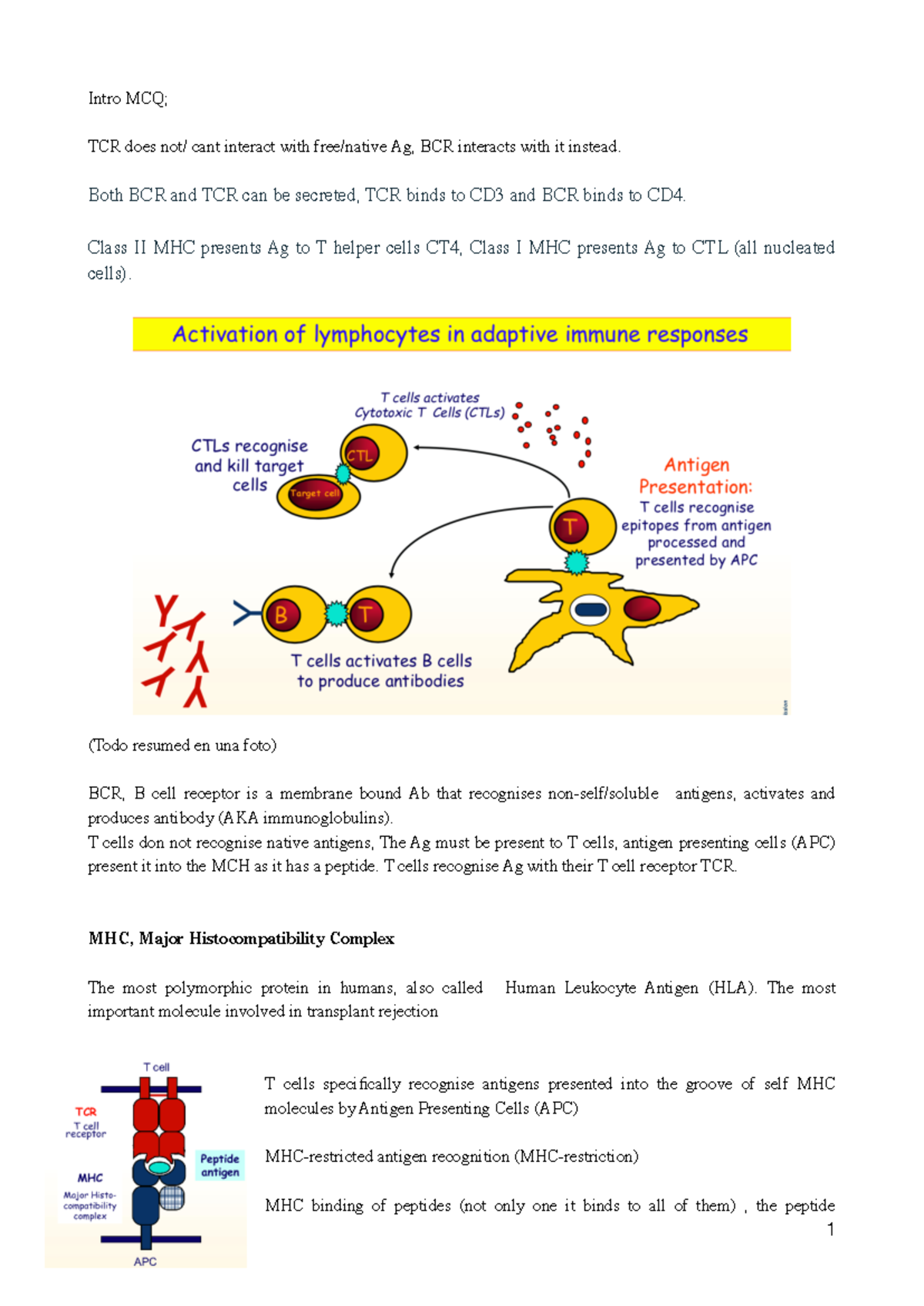 TCR and BCR Interactions with Antigens: MHC Presentation and Immune ...
