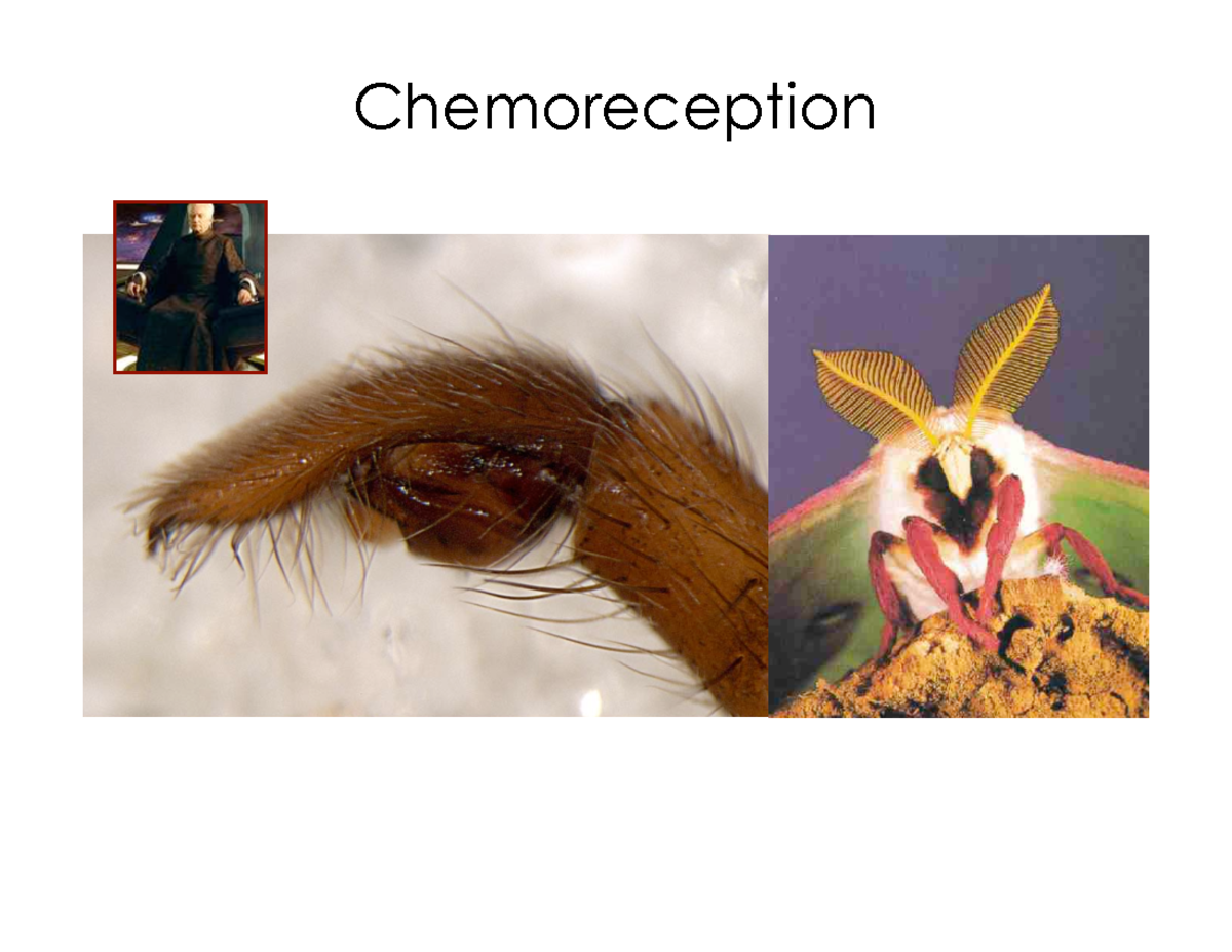 Chemoreception: Olfactory and Taste Receptors Overview - Chemoreception ...