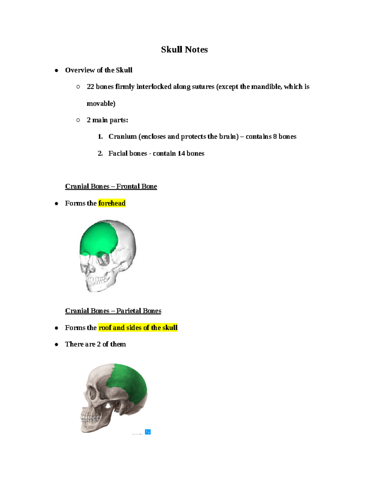 Skull Anatomy Notes: Overview of Cranial and Facial Bones - Studocu