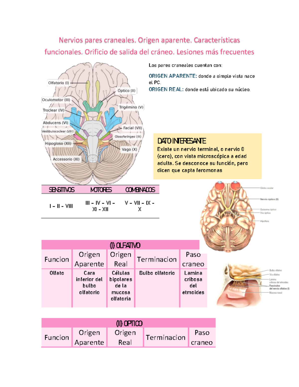Pares craneales - Origen aparente. Características funcionales. Orificio de salida del cráneo ...