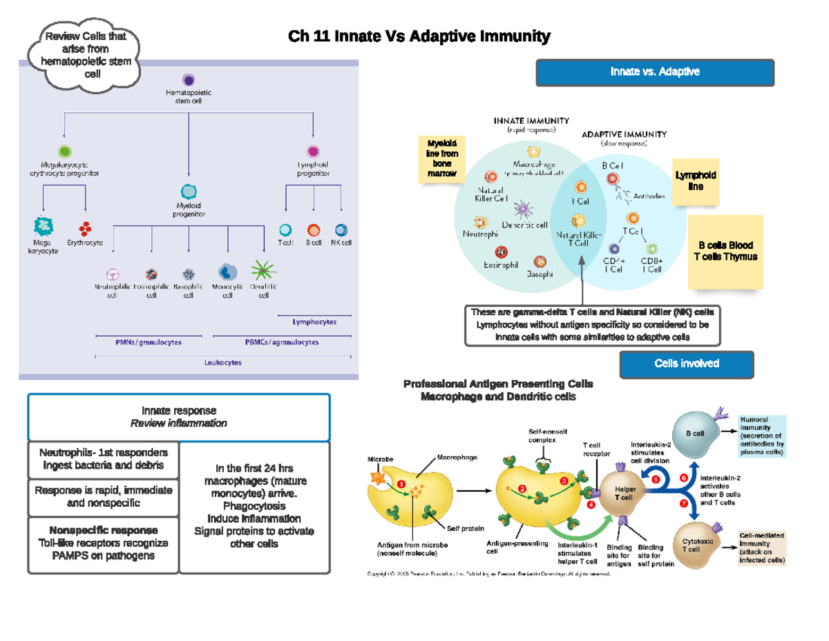 Concept Map CH 11: Innate vs. Adaptive Immunity Overview - Studocu