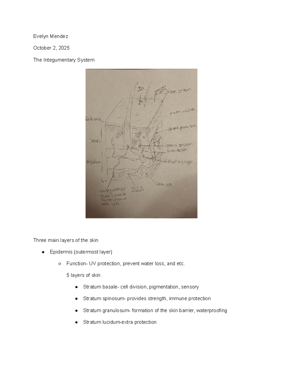 Integumentary System Overview - Unit 5 Notes - Studocu