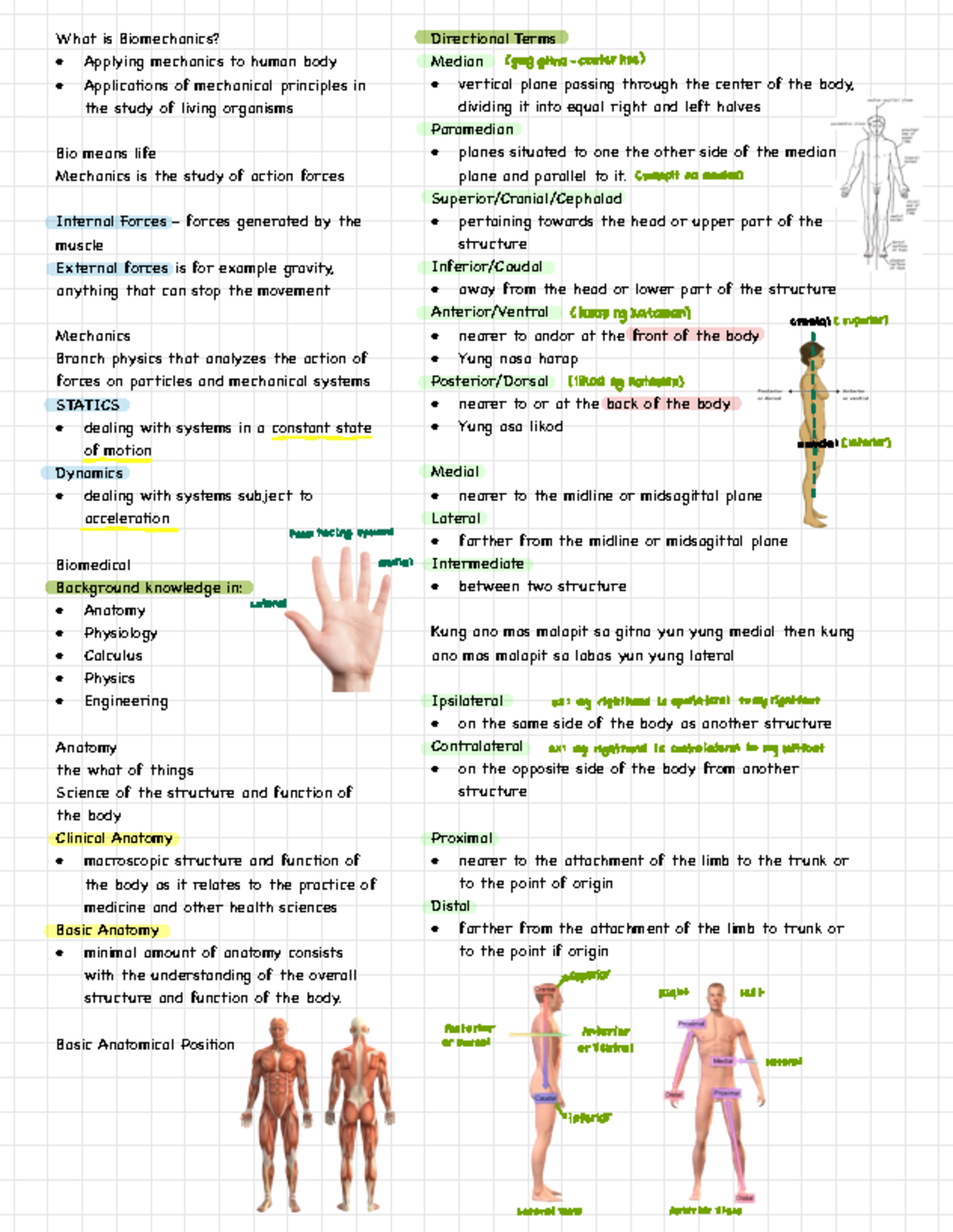What is Biomechanics? - Basic Anatomical Position Directional Terms ...