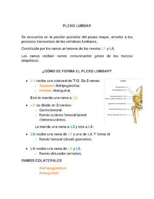 Músculos Intrínsecos del Pie: Estructura y Función - Studocu