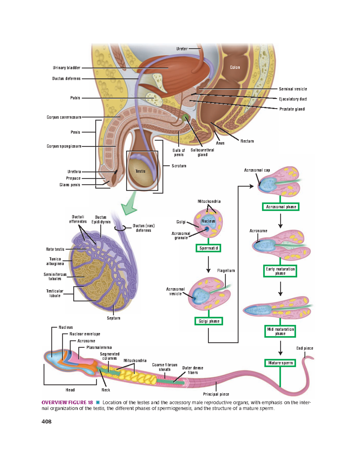 Di Fiore Chapter 18 - Male Reproductive System - 408 Ductus deferens ...