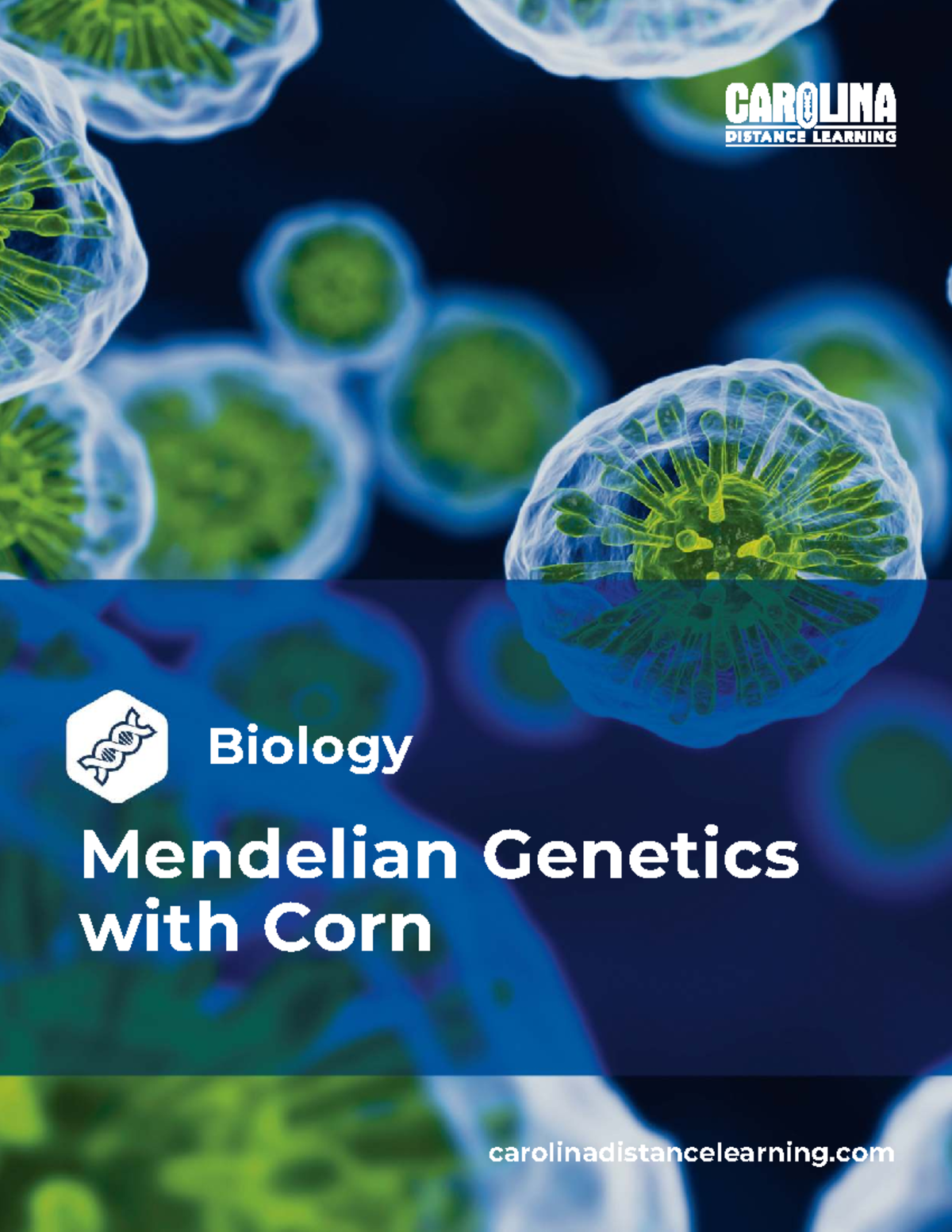 BIO 120L Mendelian Genetics Lab: Investigating Corn Inheritance - Studocu