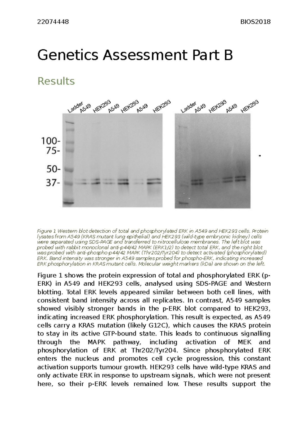 BIOS2018 Genetics Assessment Part B: KRAS and GABRD Mutation Analysis ...