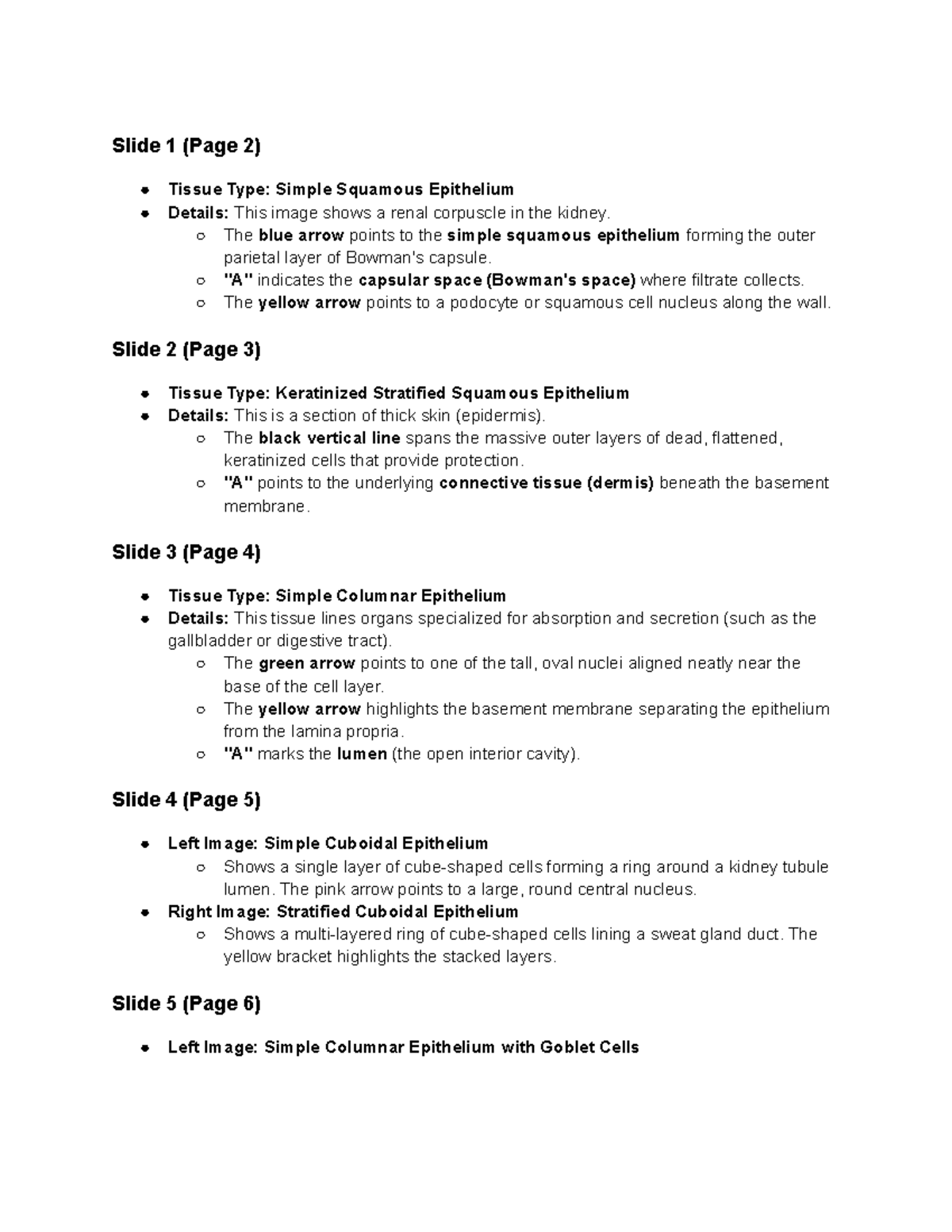 Epithelial Tissue Lab Pictures - Answer Sheet for 168 - Studocu