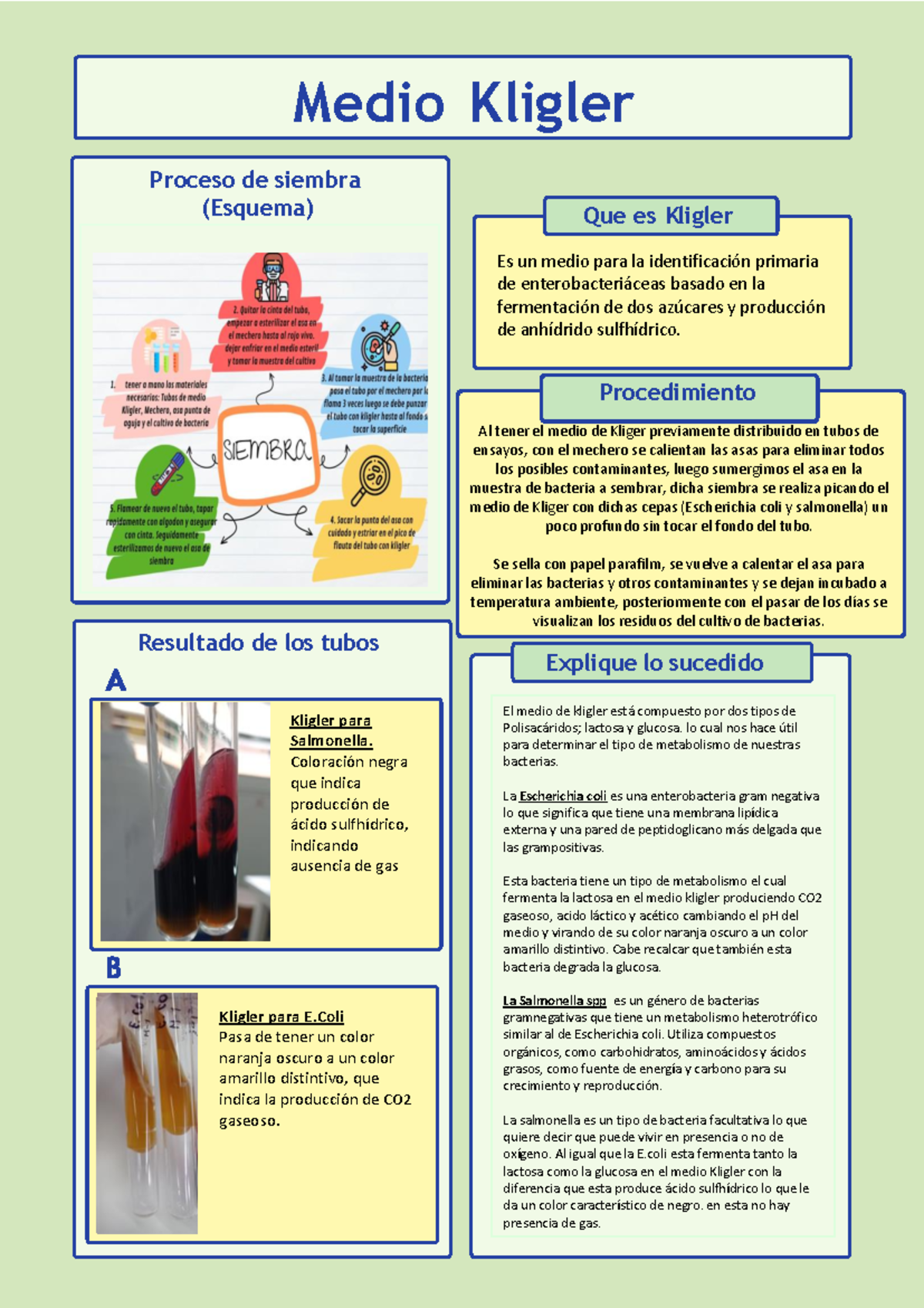 Medio Kligler: Identificación de Enterobacteriáceas y Metabolismos ...