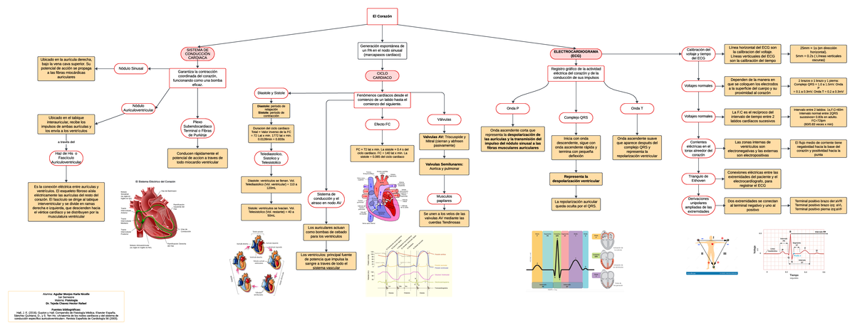 Mapa Fisiológico del Corazón y su Electrocardiograma (FISI 101) - Studocu