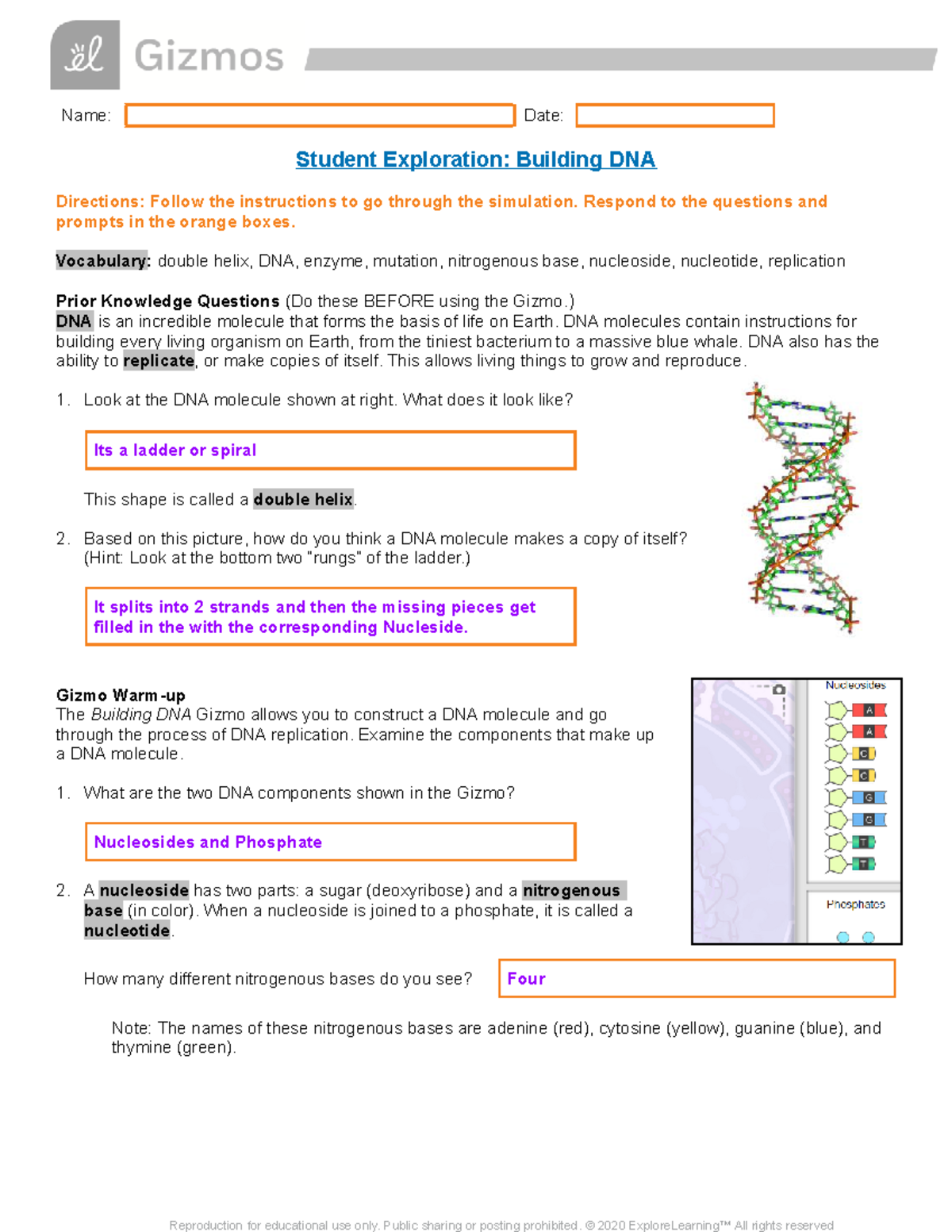 Gizmo Building DNA/RNA Exploration Answers 2022 - Studocu