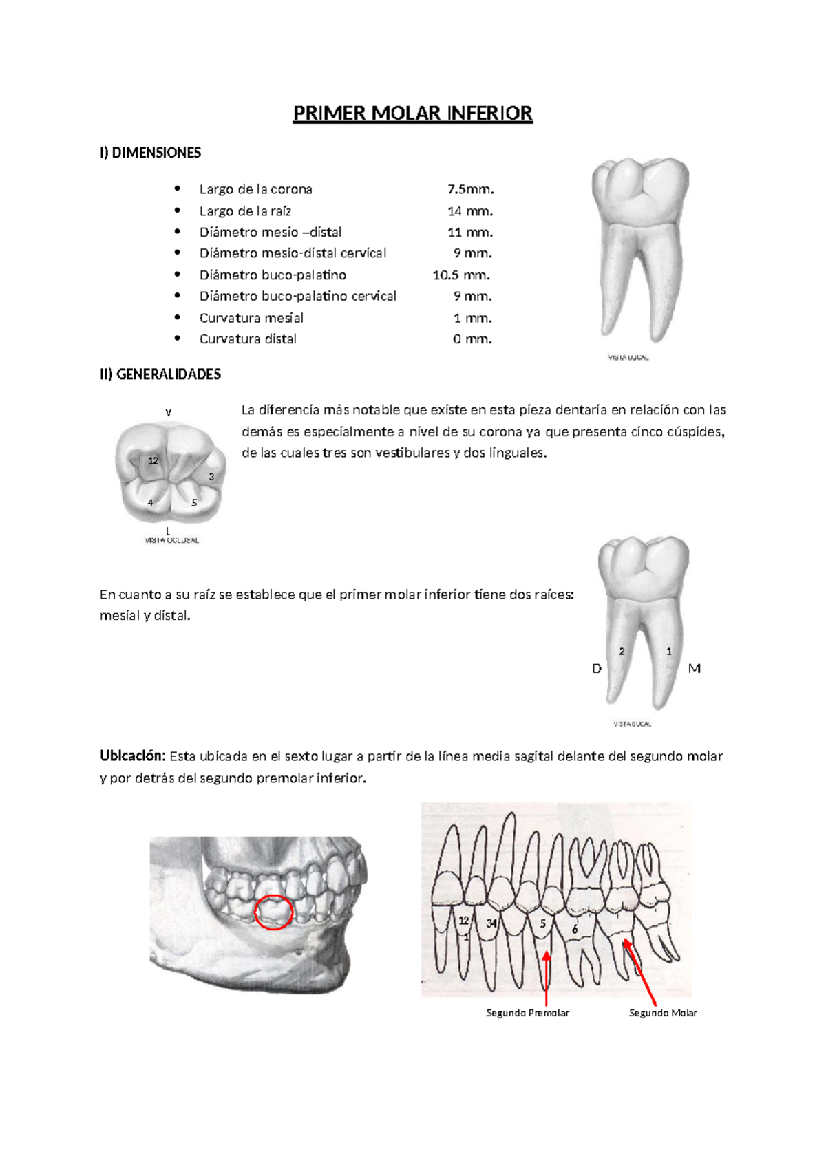 Estudio del primer molar inferior: dimensiones y características ...