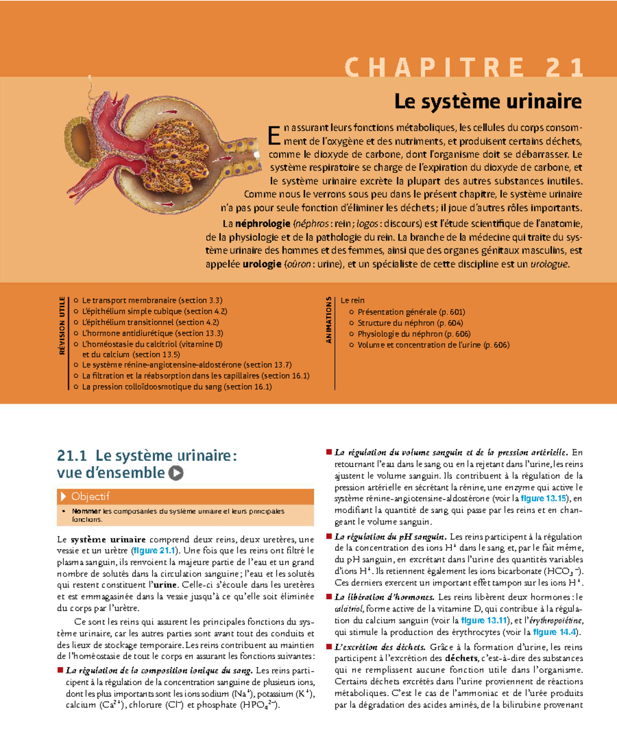 SYSTÈME URINAIRE - CHAPITRE 21 : Anatomie et Fonctions - Studocu