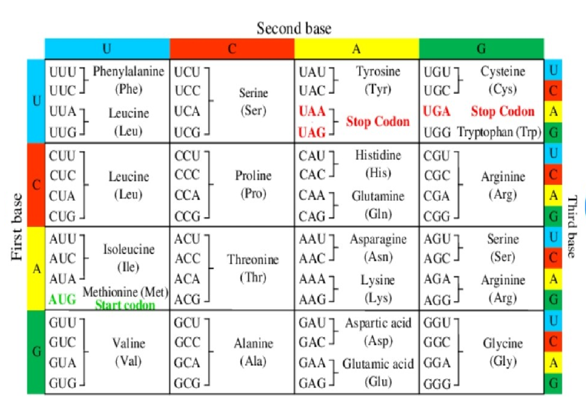 Gene Codon Table: Amino Acids and Their Corresponding Codons - Studocu