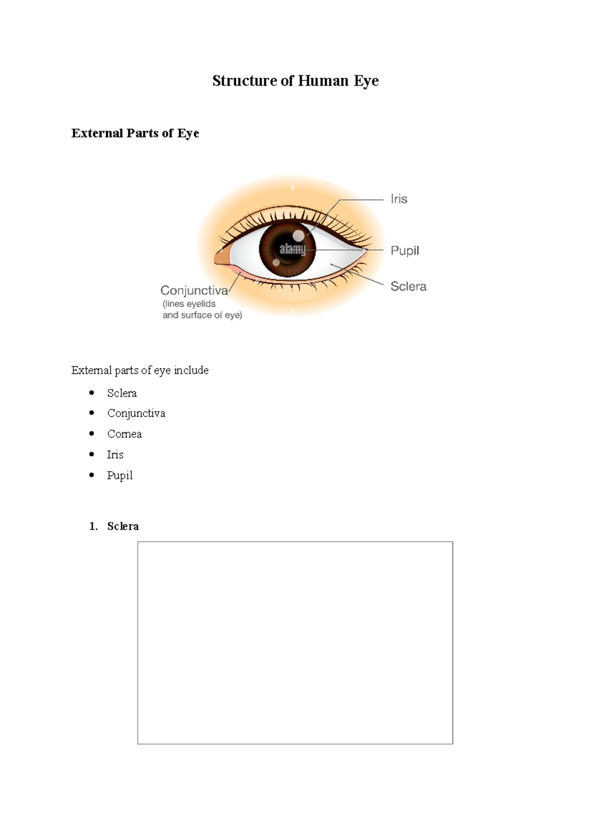 External Parts Of The Eye Worksheet