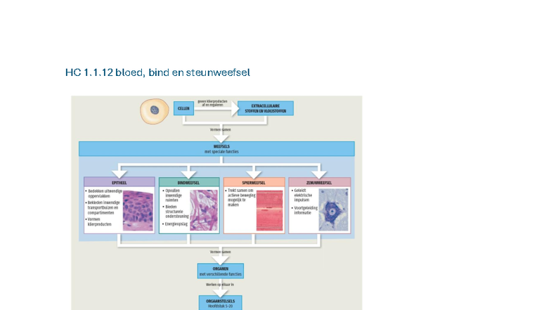 HC 1.1.12 - Samenvatting Bindweefsel en Steunweefsel Functies en ...