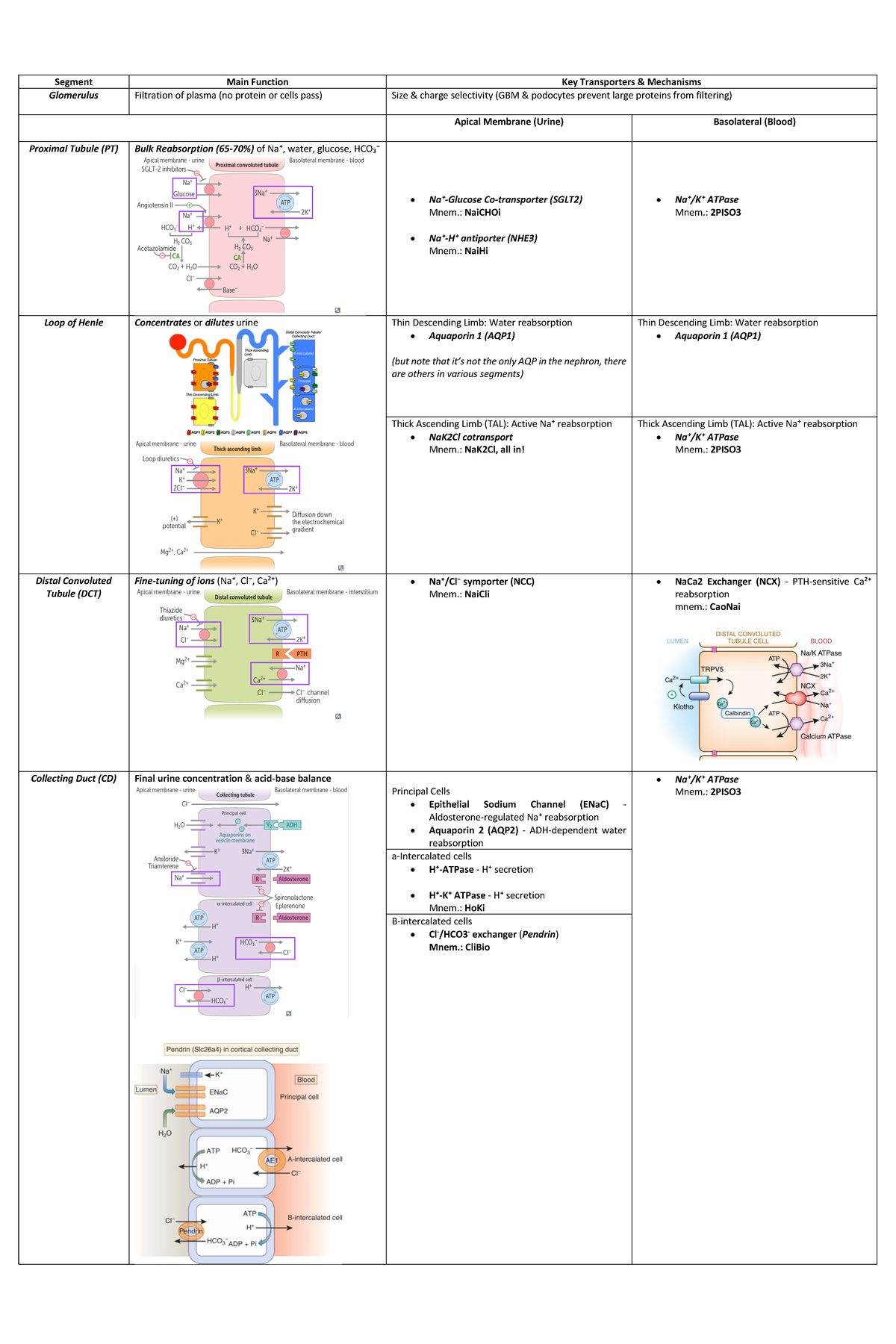Nephron Transport Physiology - Segment Main Function Key Transporters ...