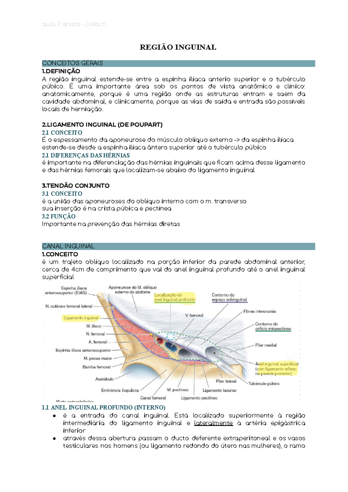 Resumo Aula 2 Anatomia: Região Inguinal e Hérnias - Studocu