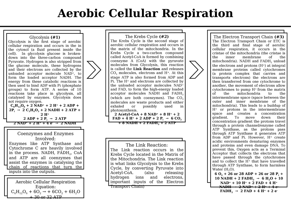 Aerobic Cellular Respiration - Process (mind map - poster) - Aerobic ...