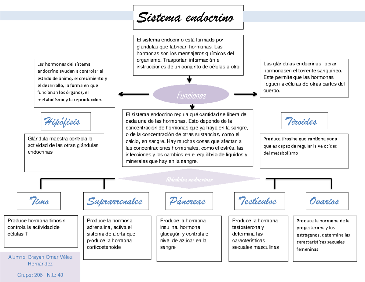 Mapa Conceptual Del Sistema Endocrino Mapa Mental Sistema