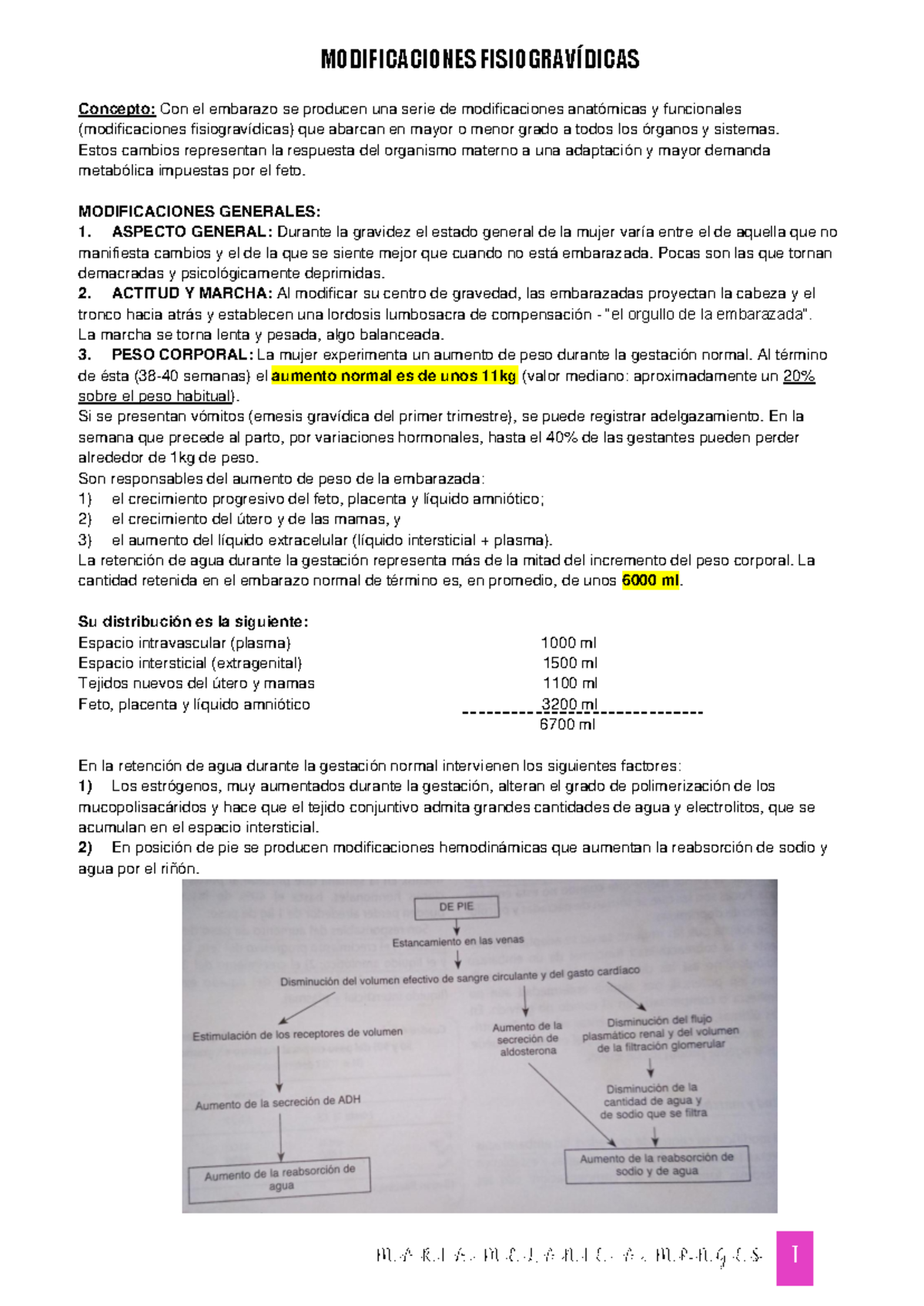Modificaciones Fisiogravidicas en el embarazo - MODIFICACIONES FISIOGRAVÍDICAS Concepto: Con el ...