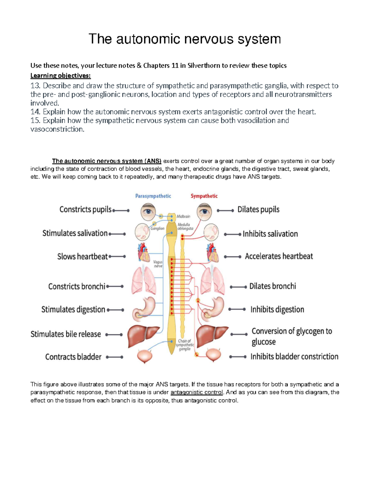 The Autonomic Nervous System: Lecture Notes & Key Concepts (Ch 11 ...