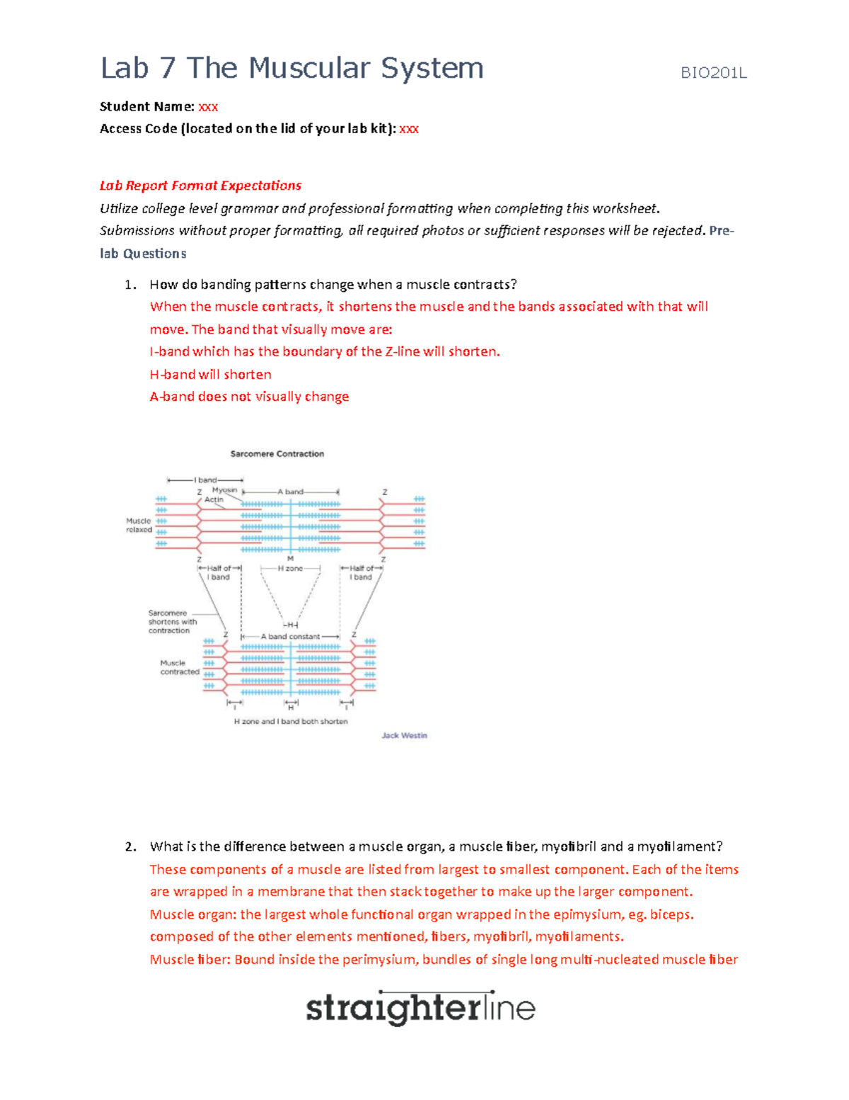 BIO201L Lab 7 Report: Exploring the Muscular System - Studocu