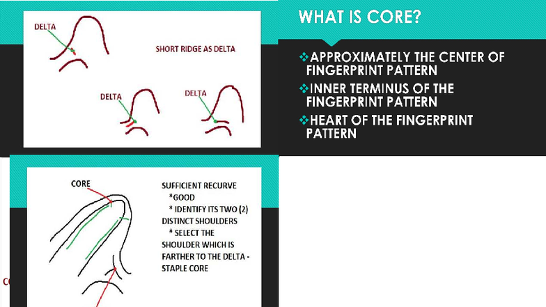Forensic 2 - Understanding Core and Delta in Fingerprint Patterns - Studocu