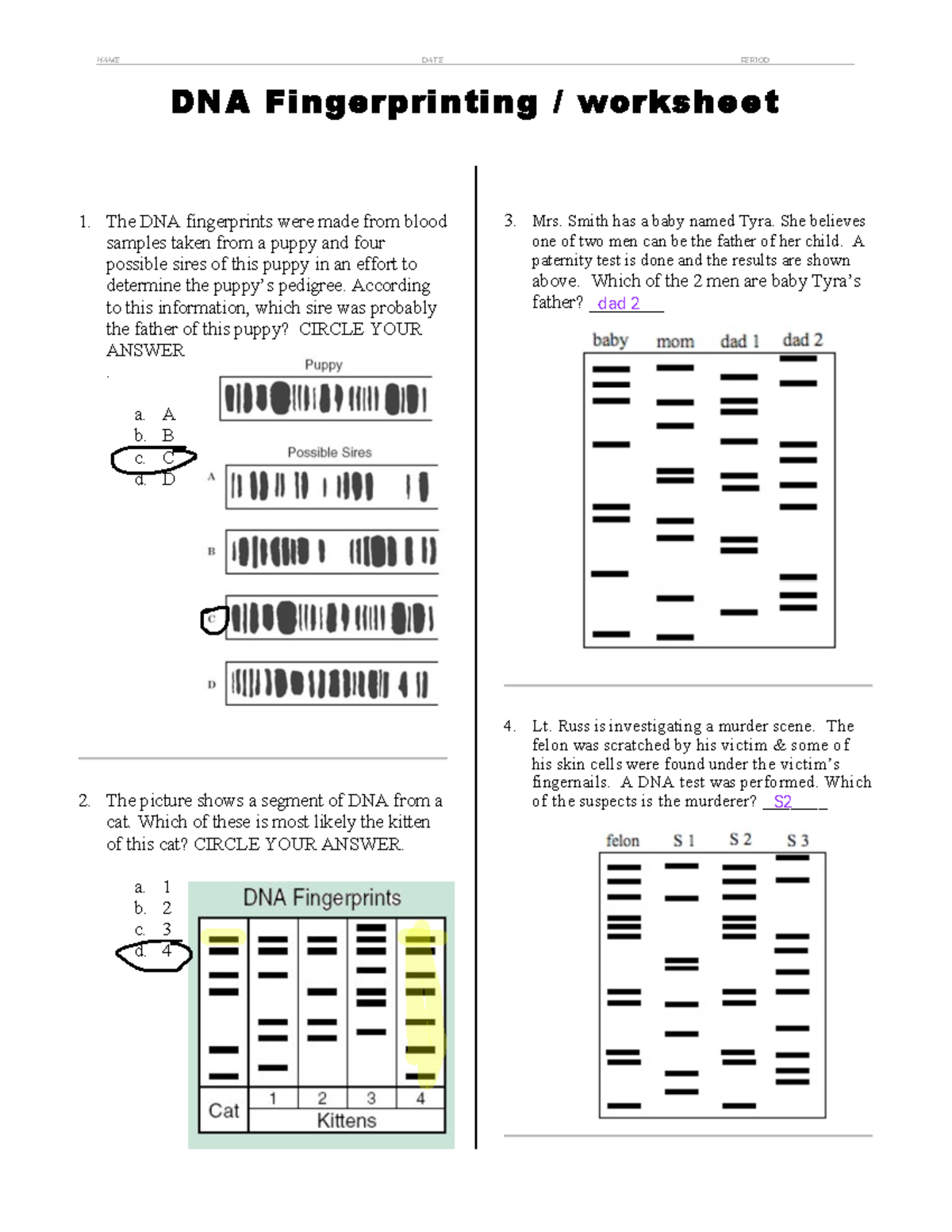 Dna fingerprinting worksheet - NAME DATE PERIOD DNA Fingerprinting ...