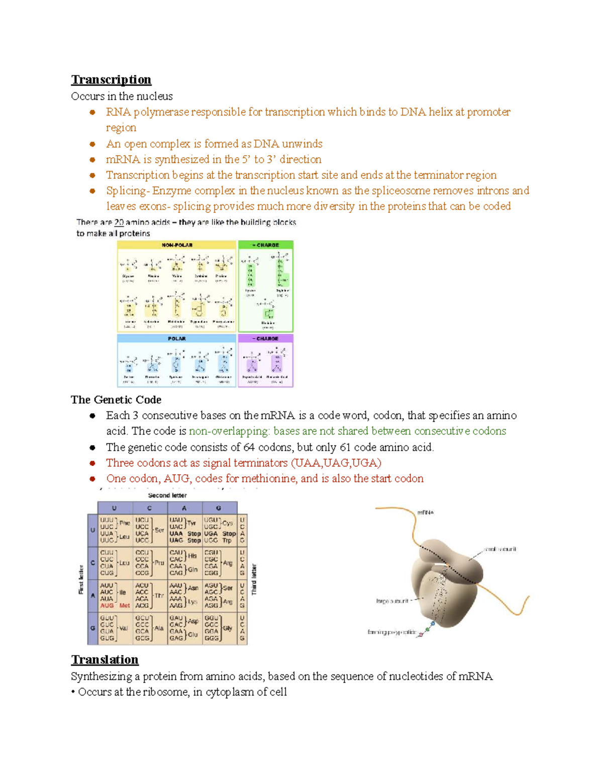 Transcription and Genetic Code Overview - BN2301 - Studocu