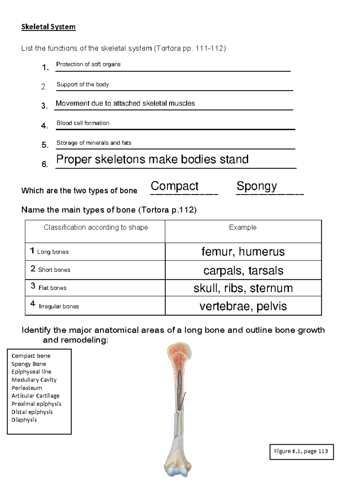 Tutorial 2 Skeletal System Interactive Worksheet - Skeletal System List ...