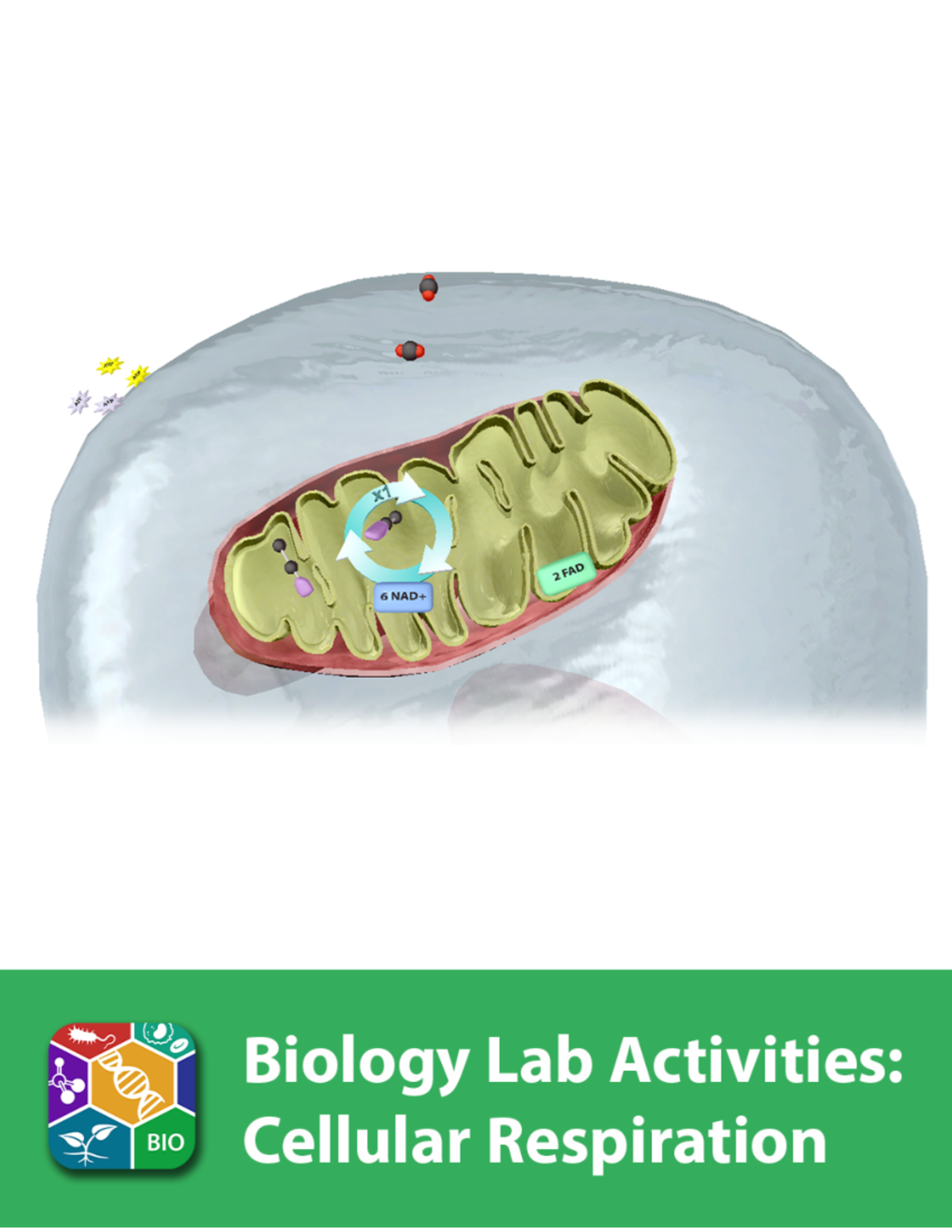 Visible Biology Lab Activities: Cellular Respiration and Mitochondria ...