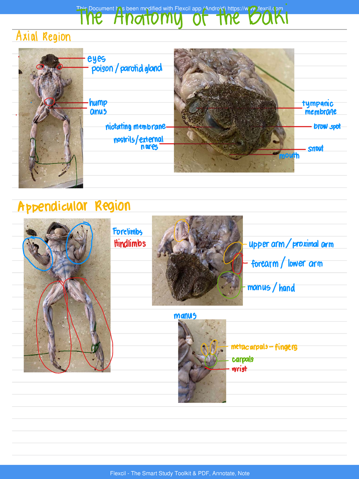 Baki-Anatomy Summary Notes - Flexcil App Modified Document - Studocu