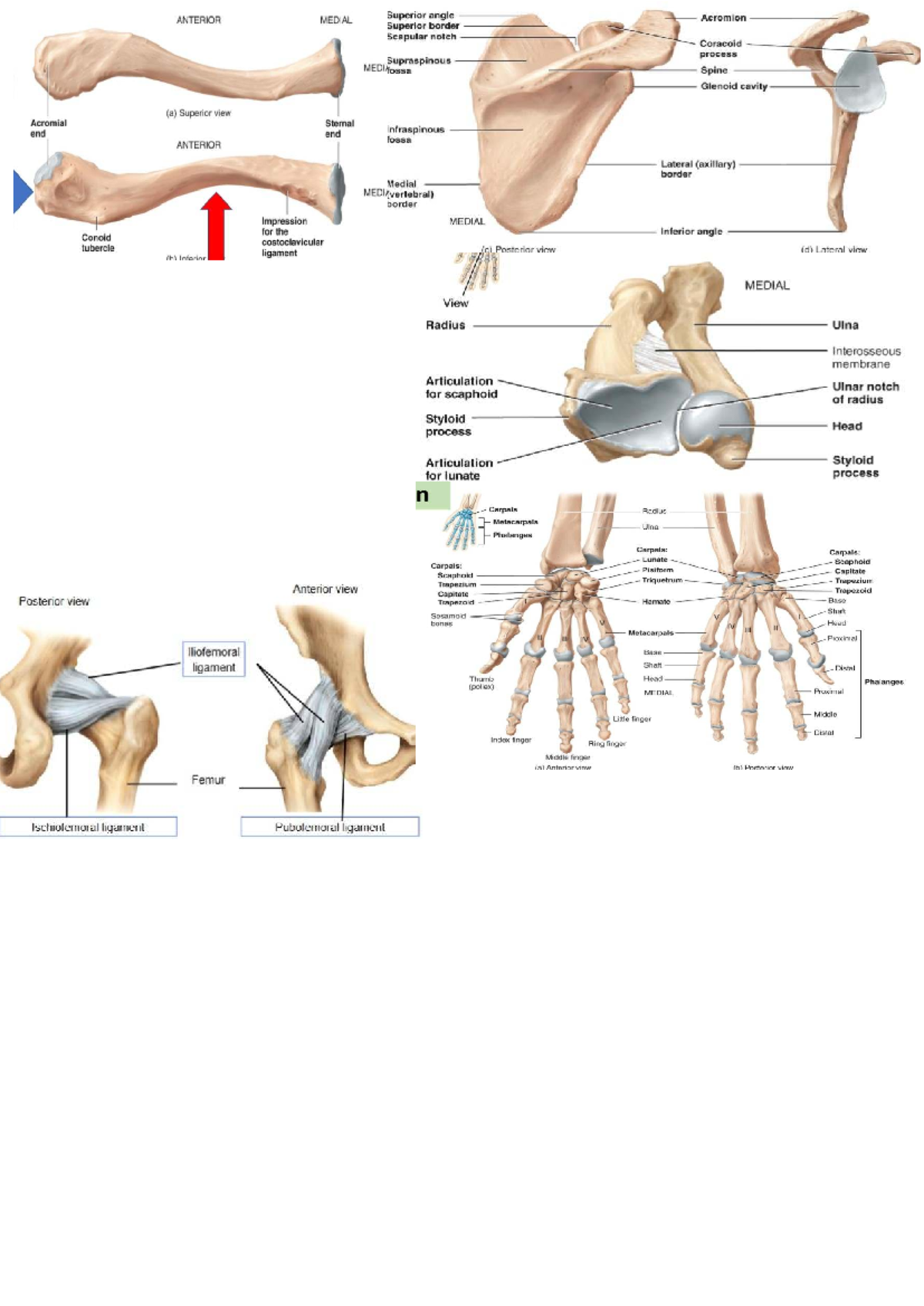 Lab 3 - Anatomical Notes on Scapula, Pelvis, and Foot Structures - Studocu