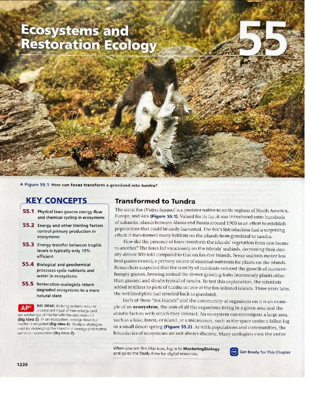 Ecosystems and Restoration Ecology: Key Concepts from Campbell Biology ...